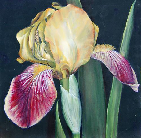 Iris Original – Maureen Baker